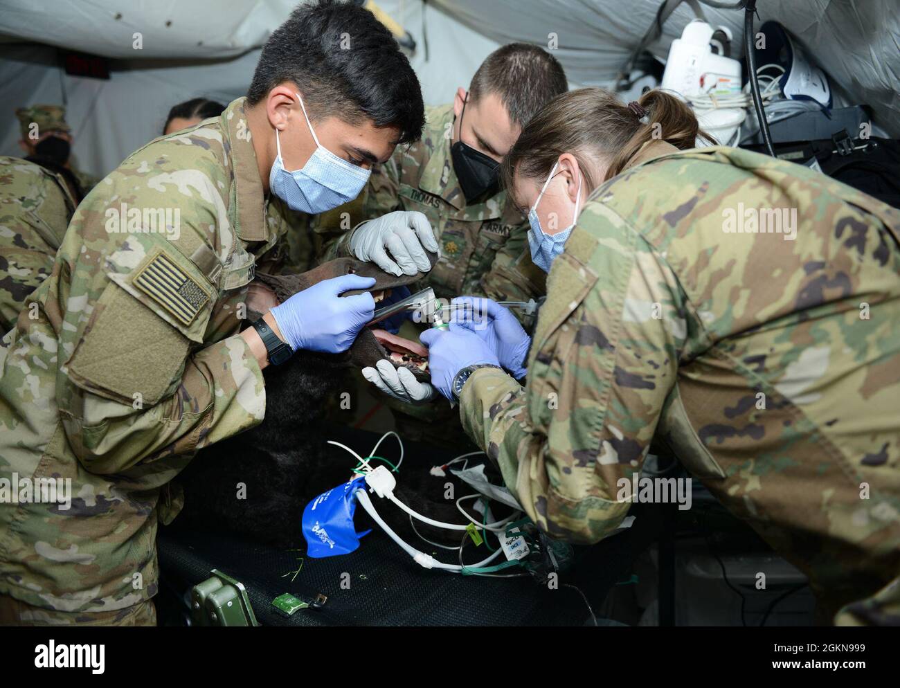 U.S. Soldiers with 557th Medical Company Area Support treat a K9 ...
