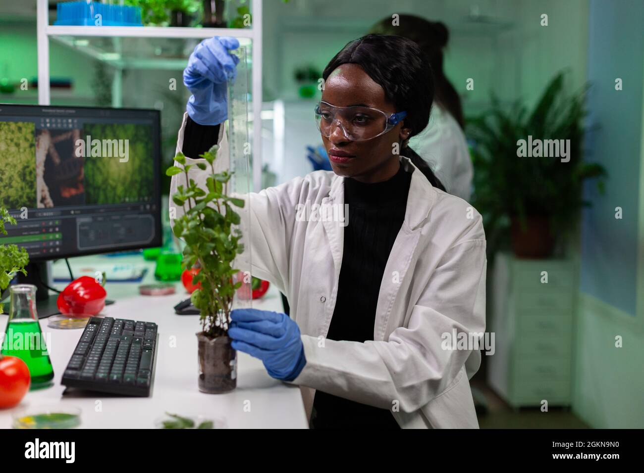 African american biochemist scientist measuring sapling using ruler ...