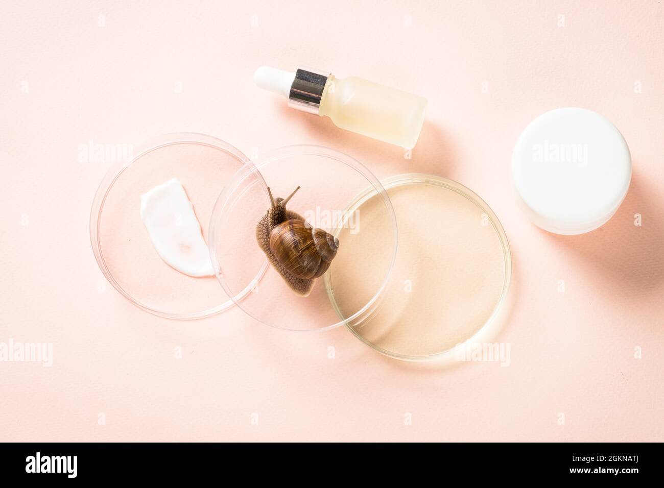 Glass petri dish with cosmetic products and green plants Stock Photo ...