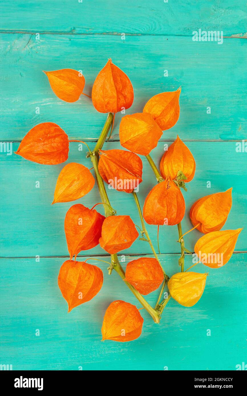 Physalis alkekengi flowers on a turquoise wooden background. Orange ...