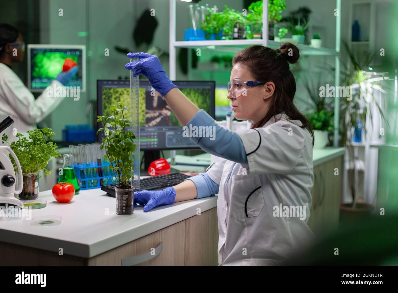 Biochemist scientist doctor measuring green sapling using ruler ...