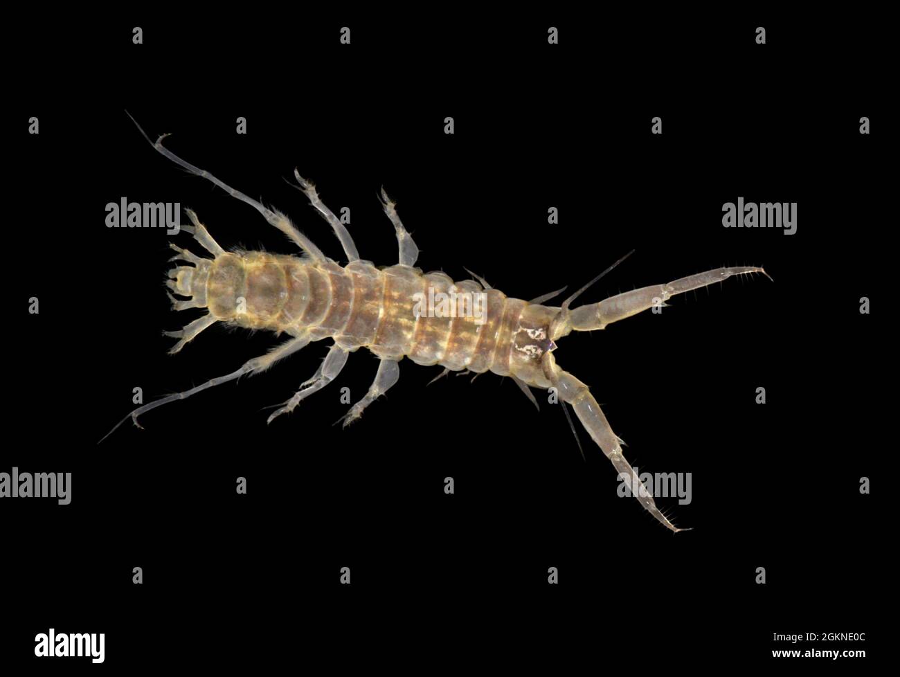 Volutator hi-res stock photography and images - Alamy