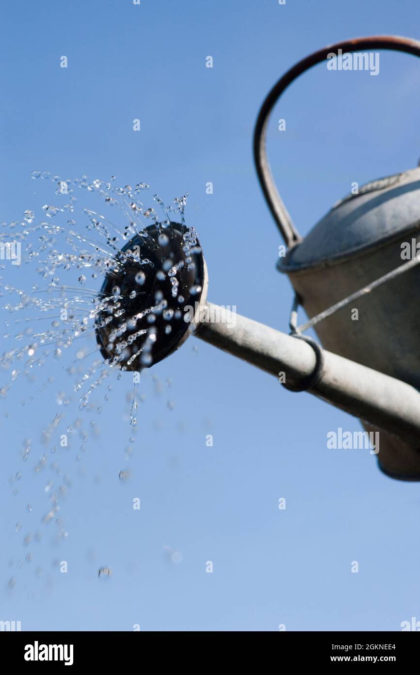 Watering can sprinkling water Stock Photo - Alamy