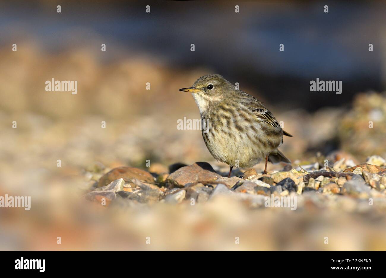 Rock Pipit - Anthus petrosus Stock Photo - Alamy