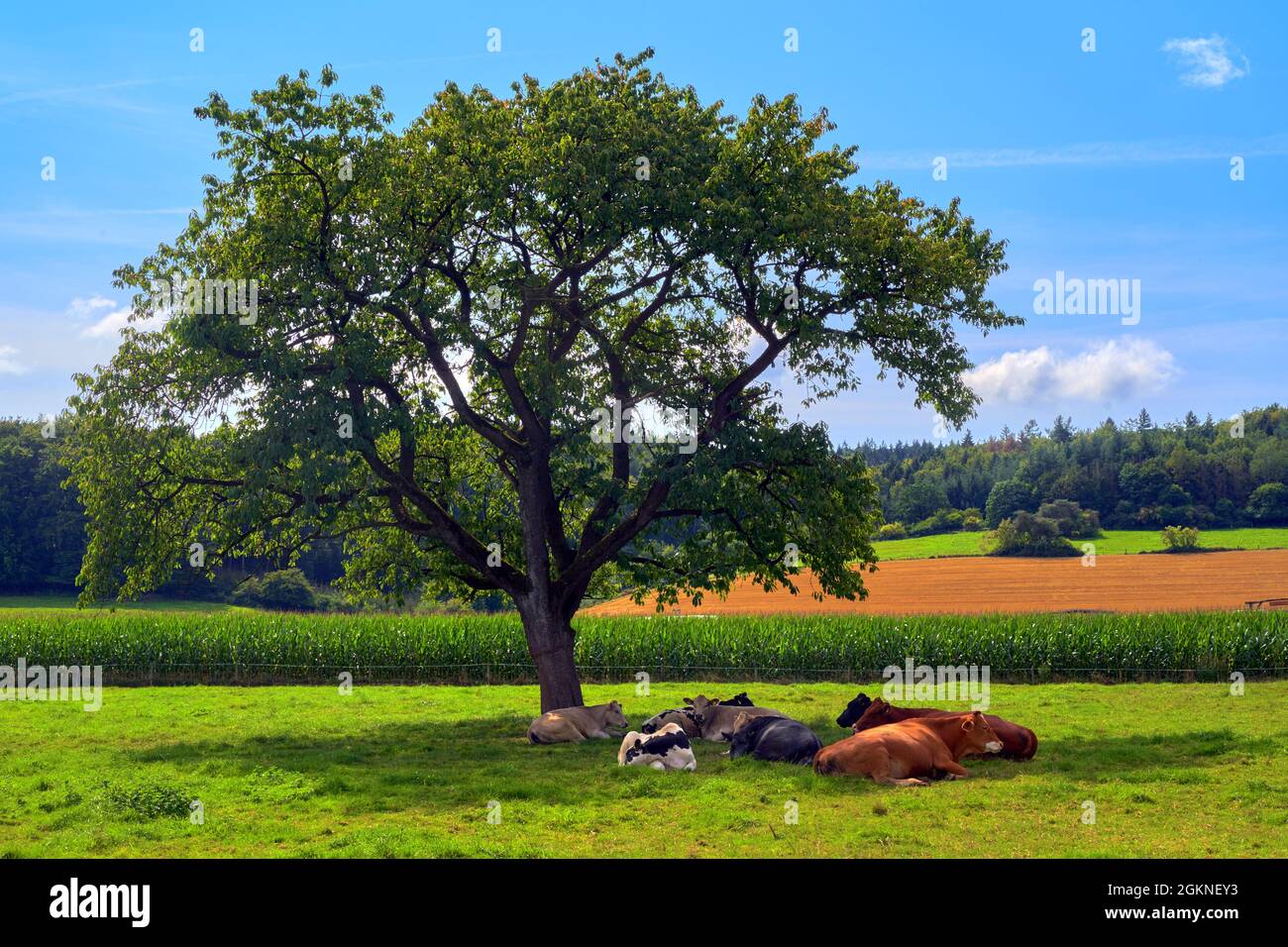 Landscape of cows resting on a tree shade in the countrysi Stock Photo ...