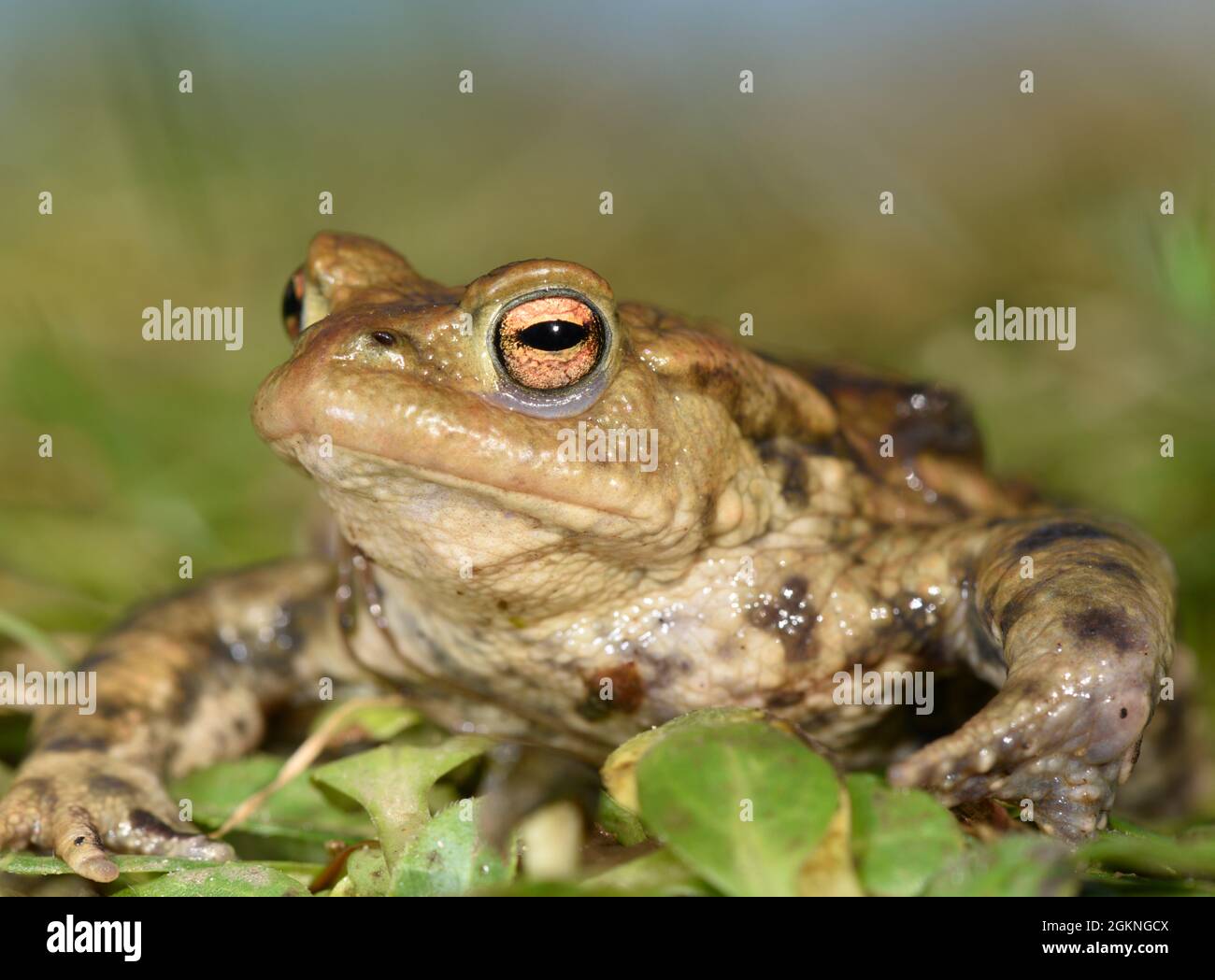 Common Toad - Bufo bufo Stock Photo - Alamy