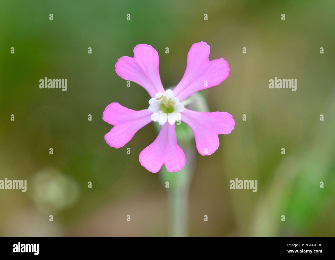 Sand Catchfly - Silene conica Stock Photo - Alamy