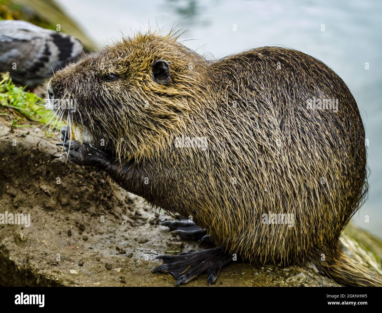 Close-up shot of a semi-aquatic giant herbivore nutria by the river ...