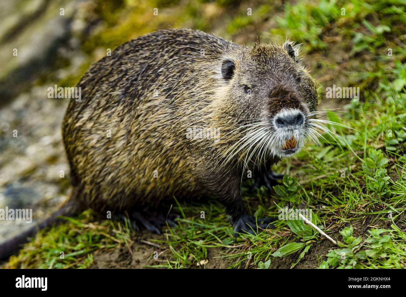Close-up shot of a semi-aquatic giant herbivore nutria in the green ...