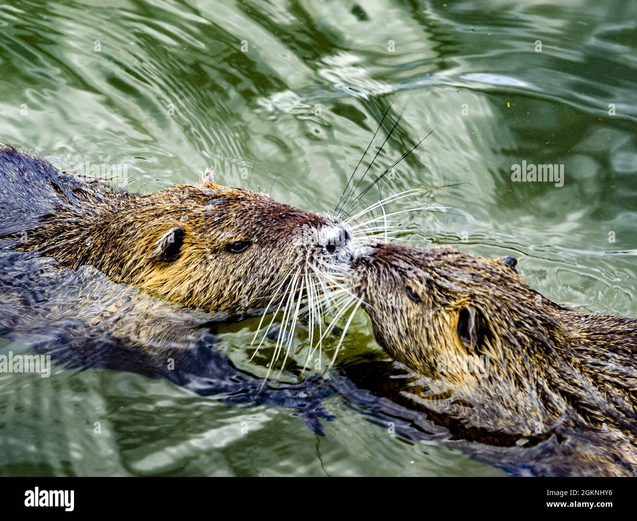 Close-up shot of two semi-aquatic giant herbivore nutrias kissing in ...
