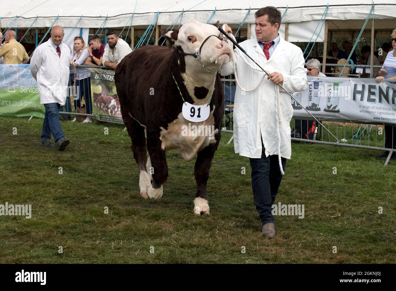 Man judging cattle hi-res stock photography and images - Alamy