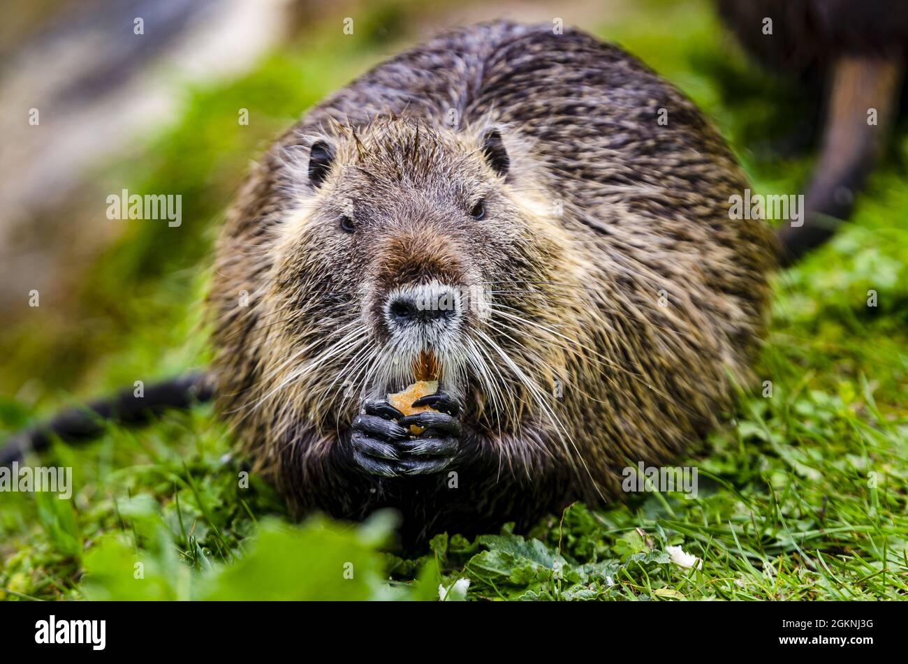 Close-up shot of a semi-aquatic giant herbivore nutria in the green ...