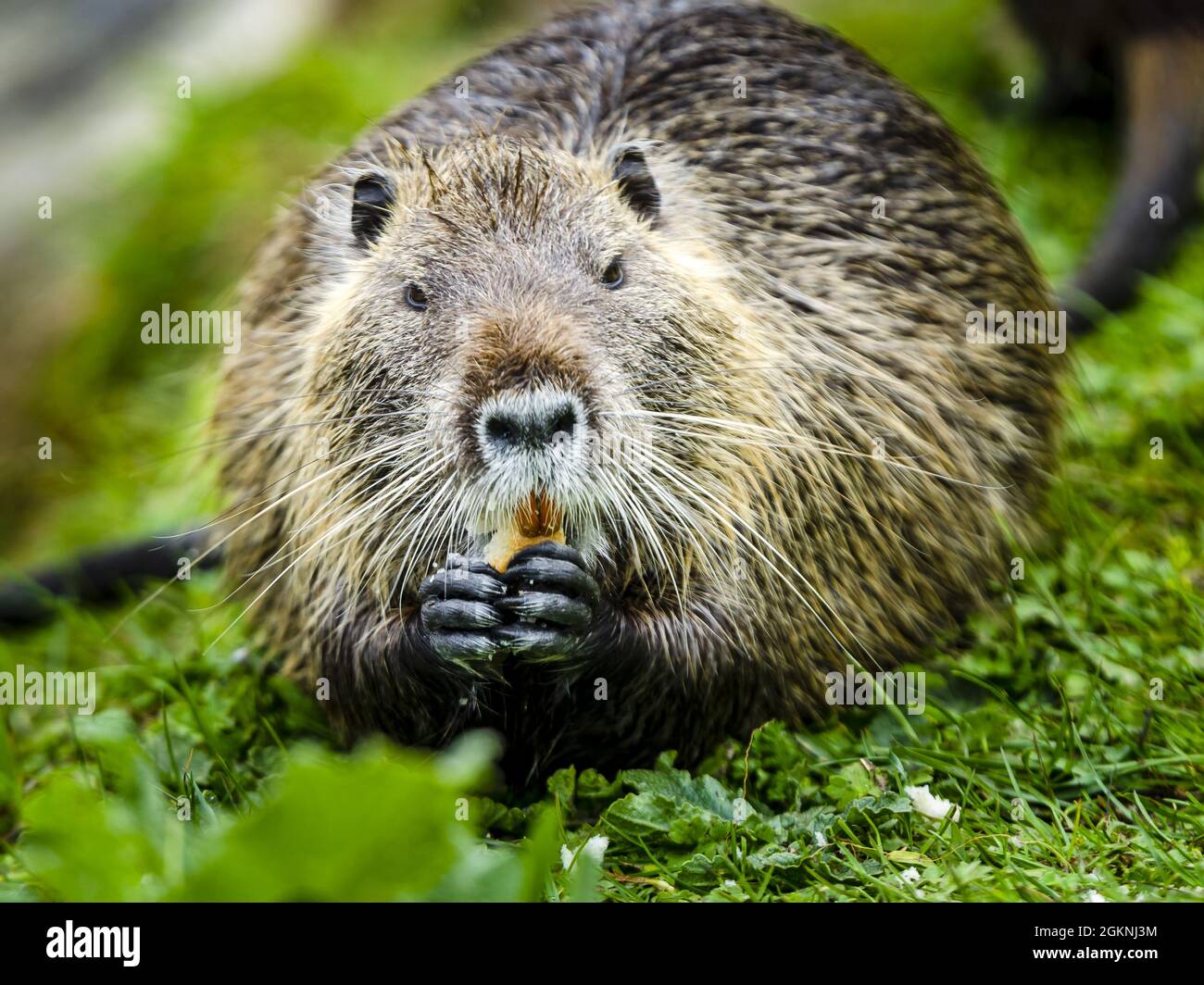 Close-up shot of a semi-aquatic giant herbivore nutria in the green ...
