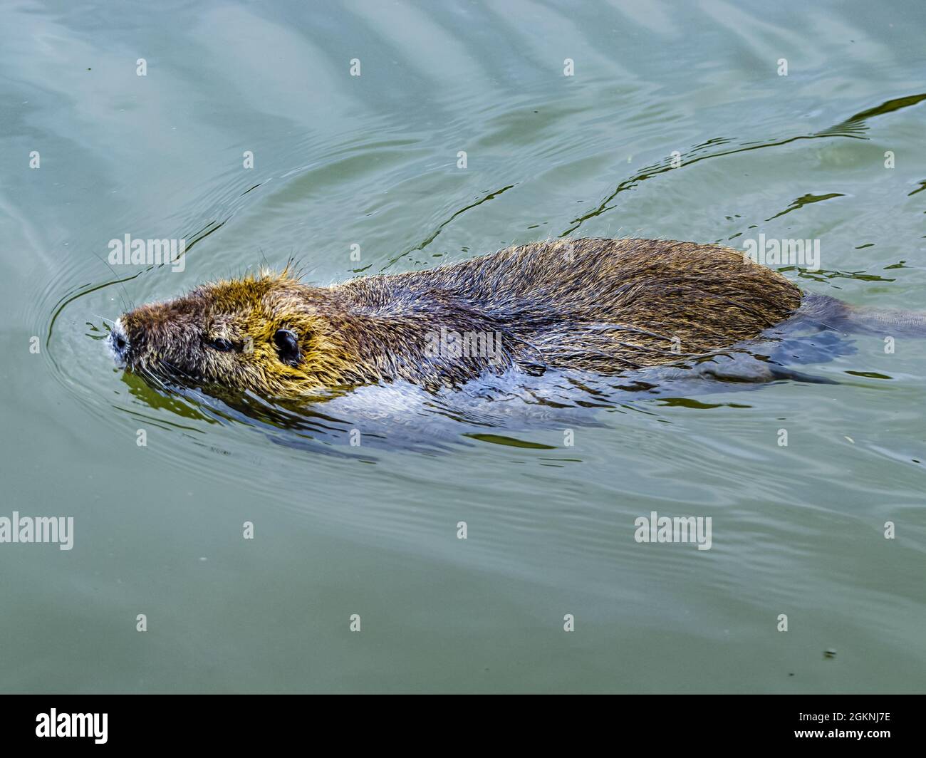 Close-up shot of a semi-aquatic giant herbivore nutria swimming in the ...
