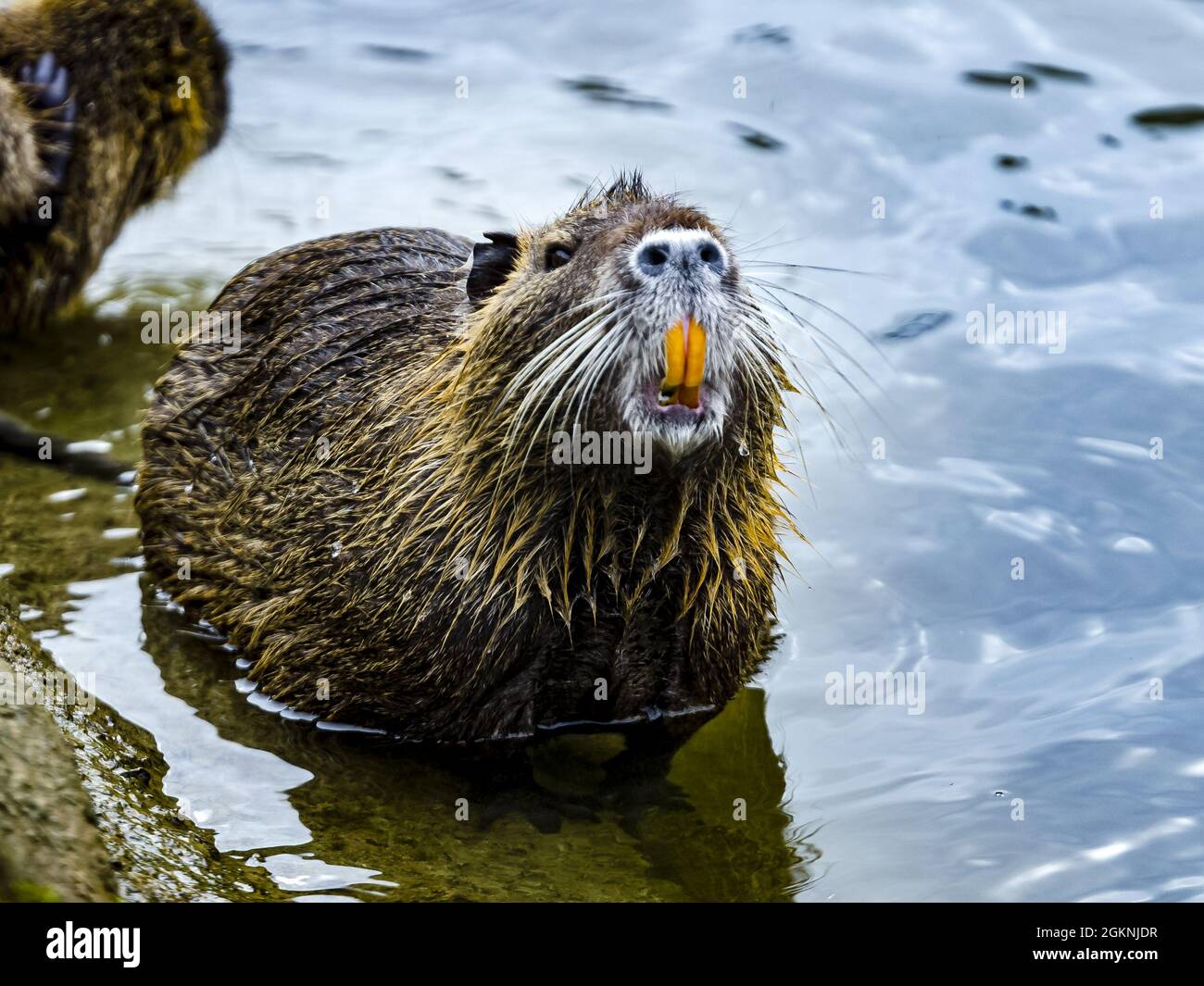 Close-up shot of a semi-aquatic giant herbivore nutria by the river ...