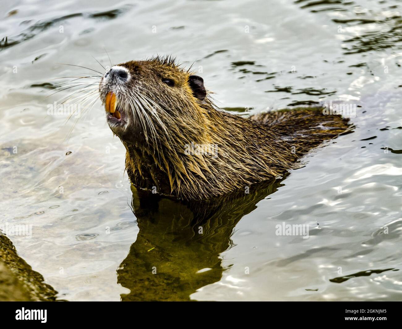 Close-up shot of a semi-aquatic giant herbivore nutria swimming in the ...
