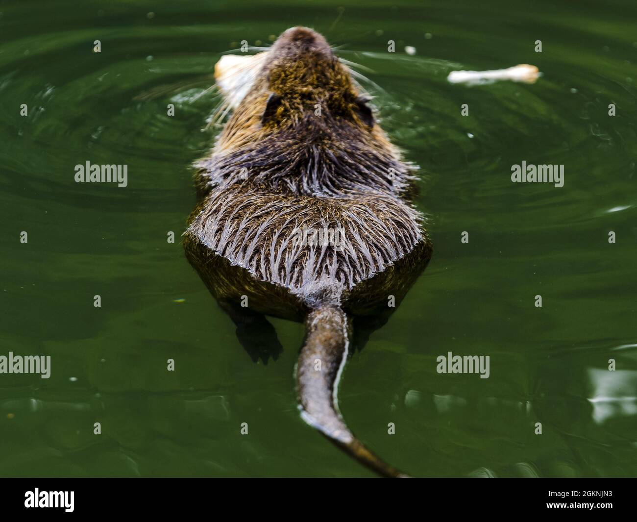 Close-up shot of a semi-aquatic giant herbivore nutria swimming in the ...