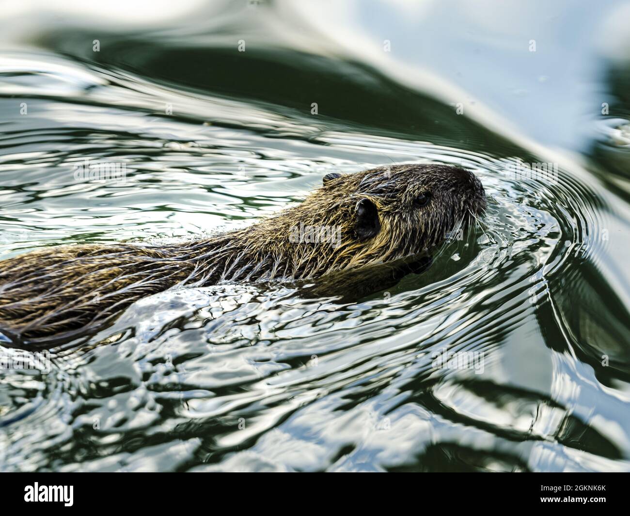 Close-up shot of a semi-aquatic giant herbivore nutria swimming in the ...