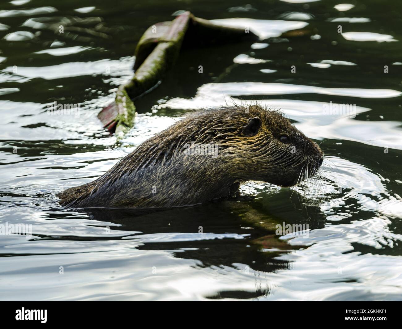 Close-up shot of a semi-aquatic giant herbivore nutria swimming in the ...