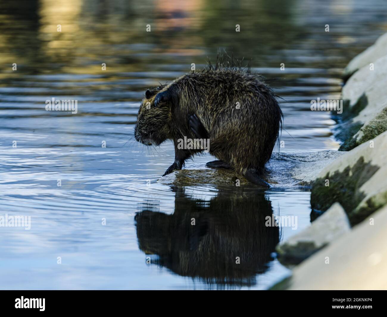 Close-up shot of a semi-aquatic giant herbivore nutria by the river ...