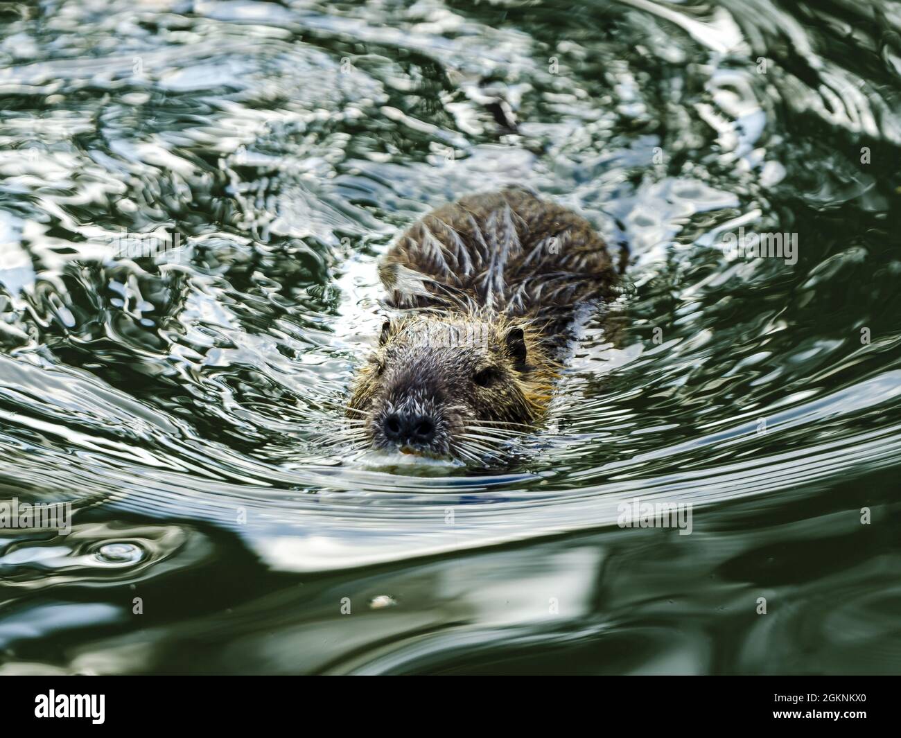 Close-up shot of a semi-aquatic giant herbivore nutria swimming in the ...