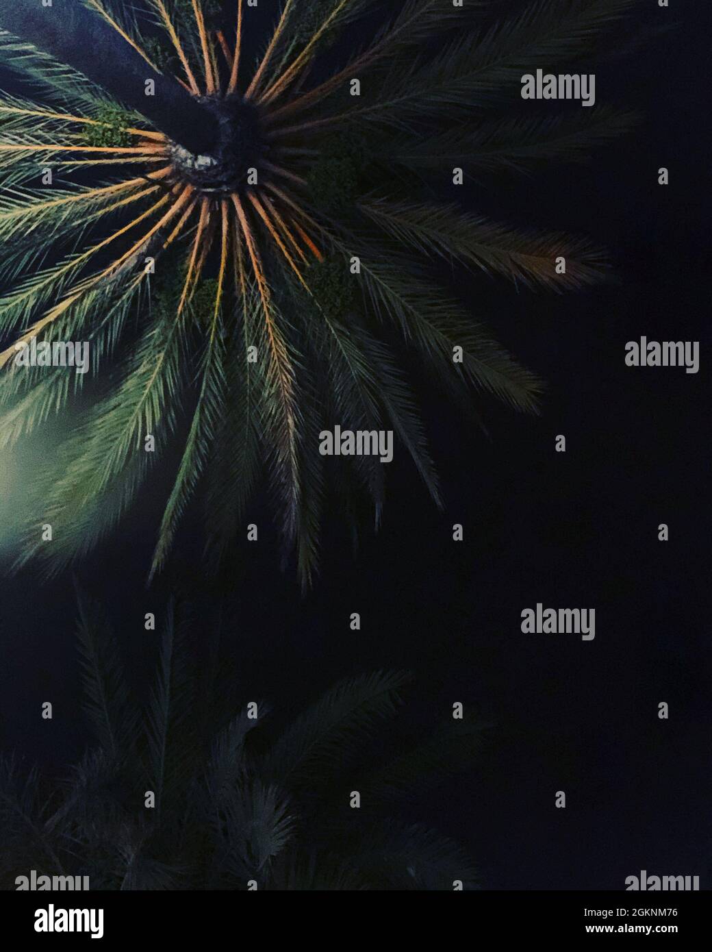 night time palm trees with blue background Stock Photo - Alamy