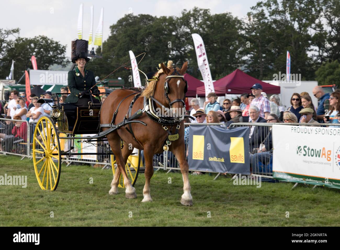 Woman driving Suffolk shire horse and carriage in main arean at Moreton ...