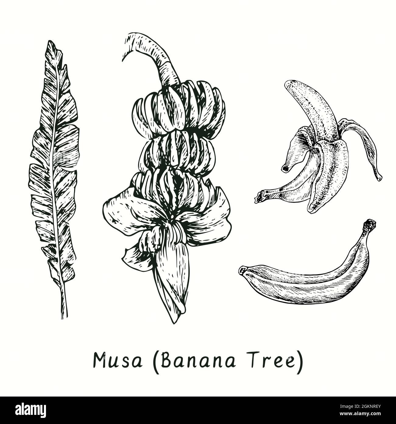 Banana Tree Drawing