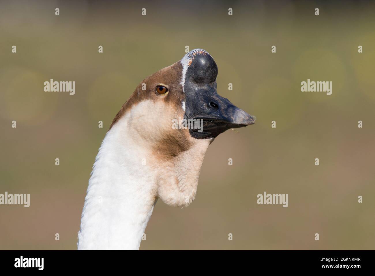 Chinese goose anser cygnoides f domestica hi-res stock photography and ...