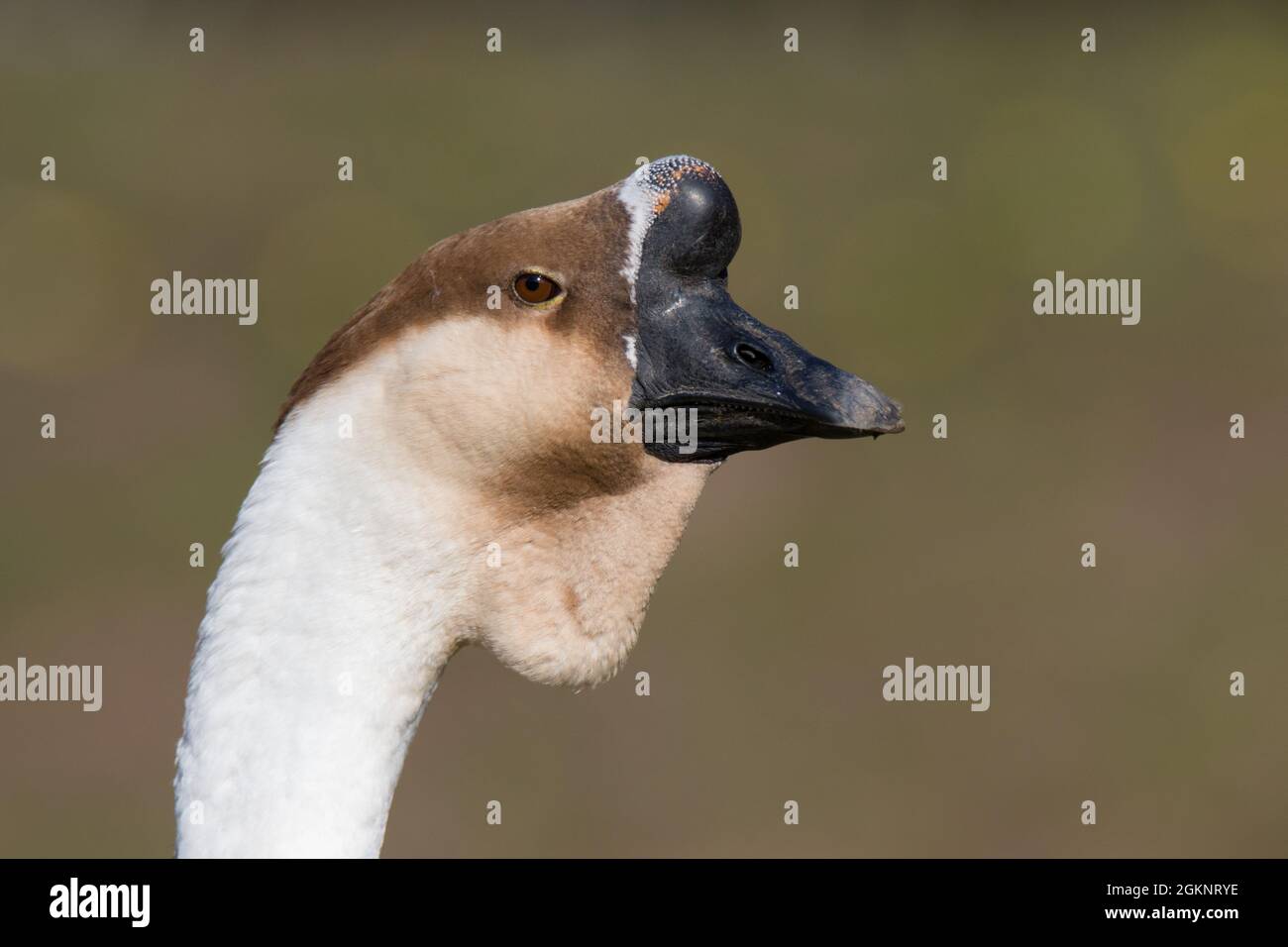 close-up of a knob goose [Anser cygnoides f. domestica] Stock Photo - Alamy
