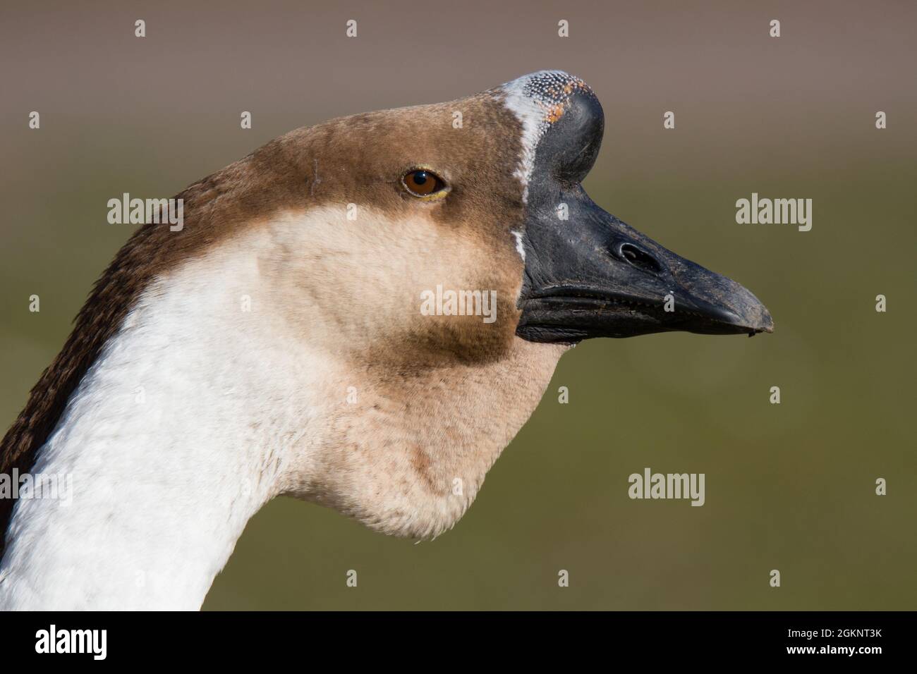 close-up of a knob goose [Anser cygnoides f. domestica] Stock Photo - Alamy