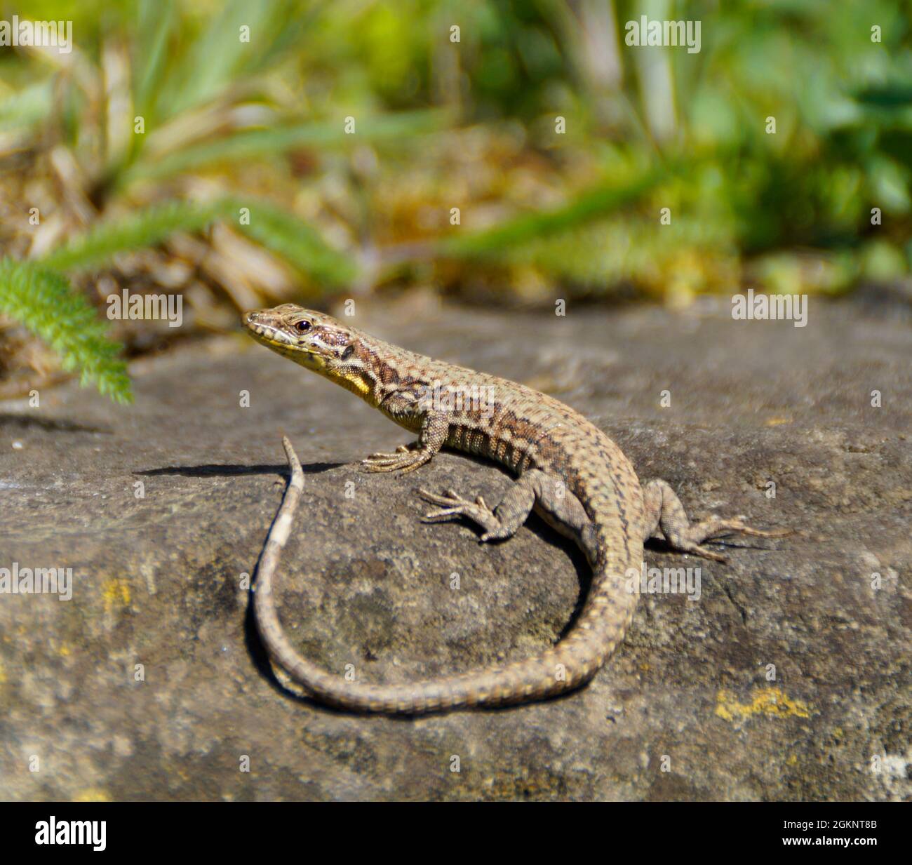 a cute lizard basking in the spring sun on island Mainau in Germany ...