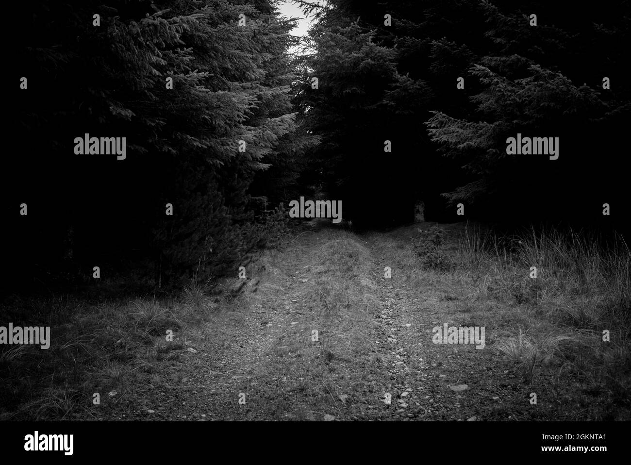 Path into forest, Scottish Highlands Stock Photo - Alamy
