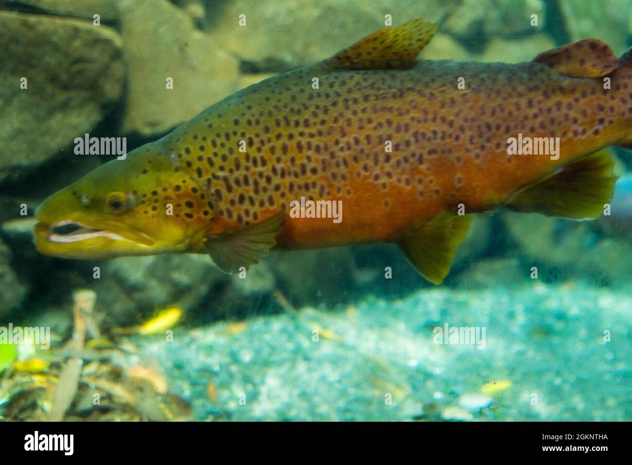 Trout Swimming Underwater