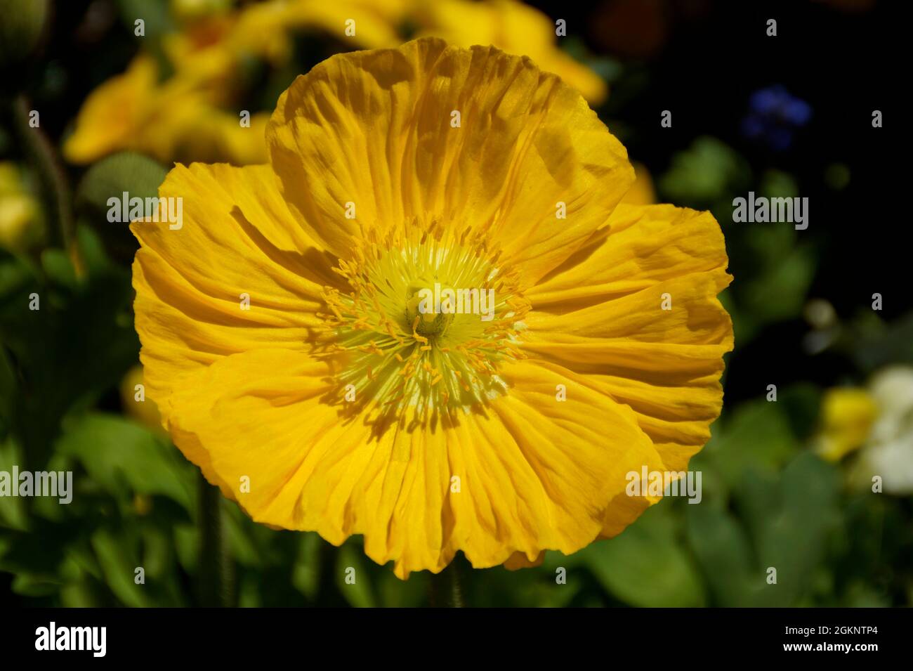 Beautiful yellow poppy hi-res stock photography and images - Alamy