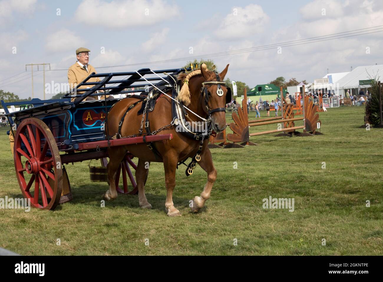 Shire horse and cart hi-res stock photography and images - Alamy