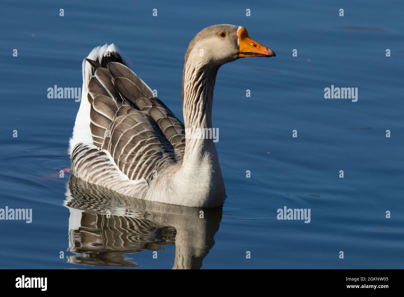 Canada goose colours hi-res stock photography and images - Alamy