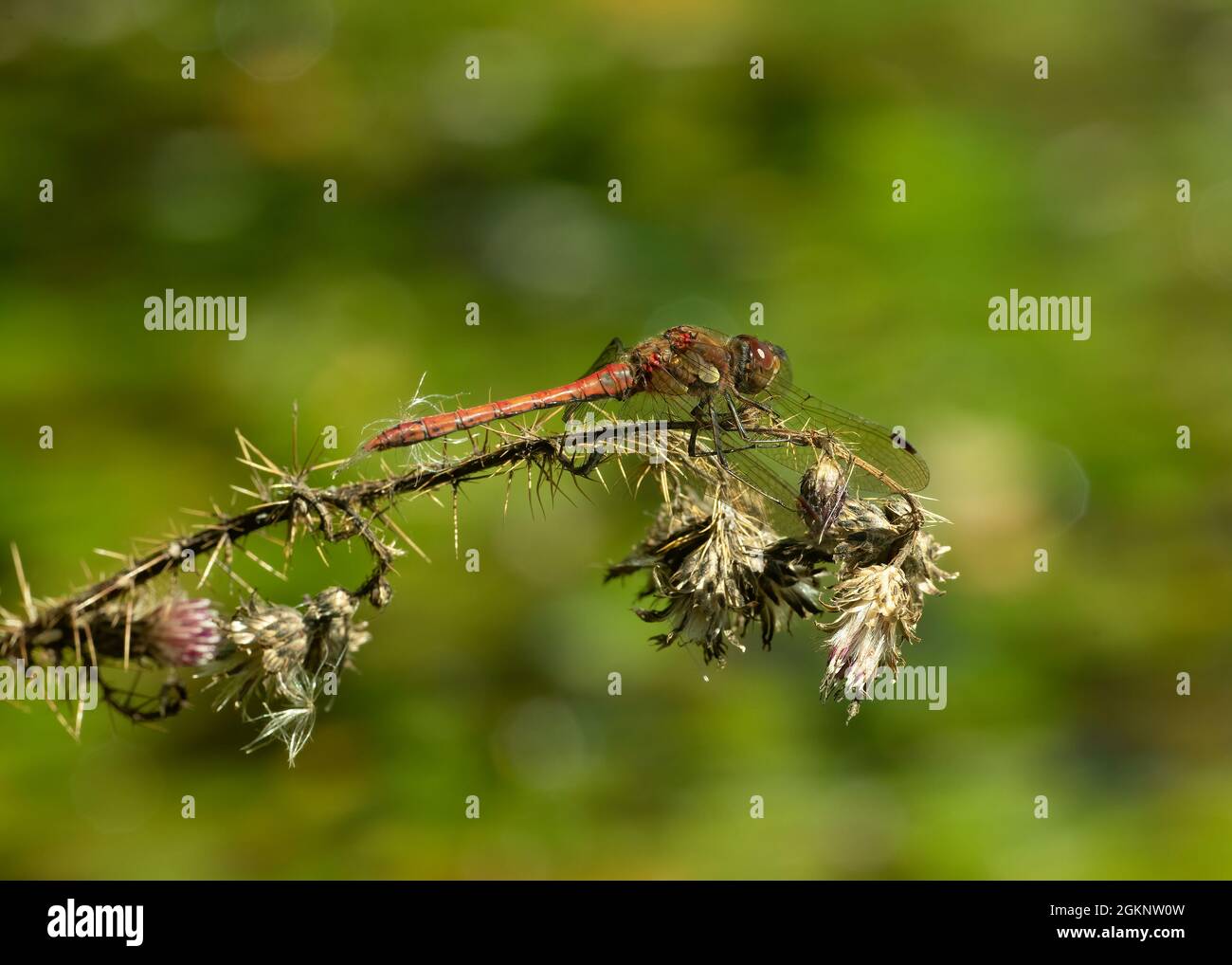 Scottish insects hi-res stock photography and images - Alamy