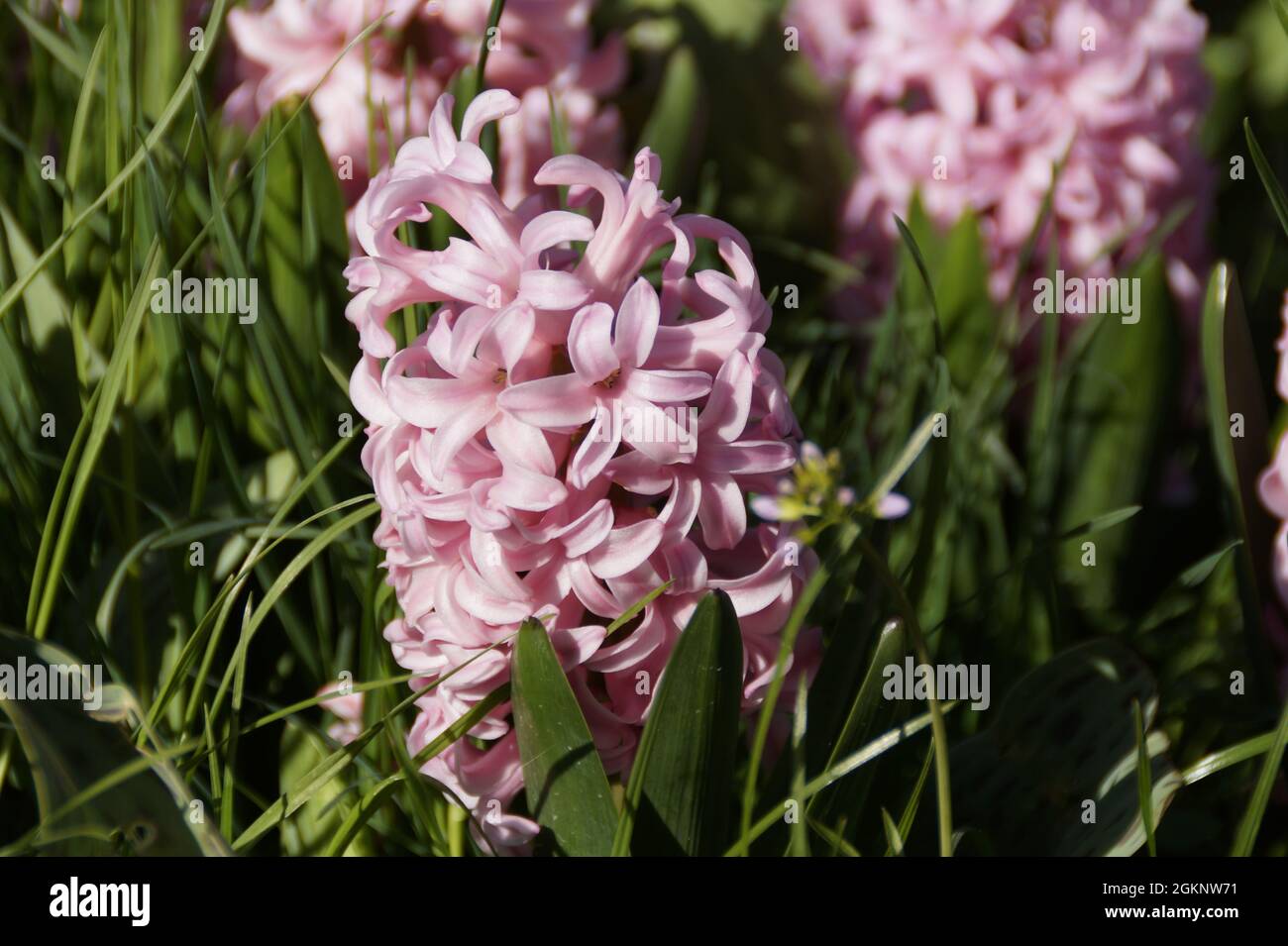 Beautiful hyacinth plants in hi-res stock photography and images - Alamy