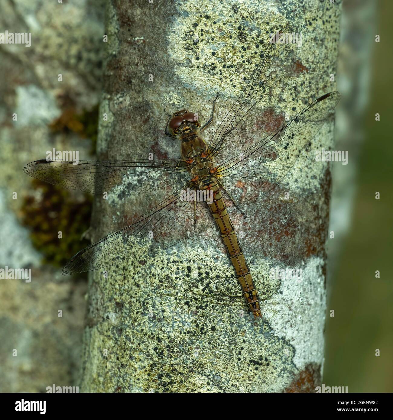 Common Darter (Sympetrum striolatum), female resting on trunk of ...