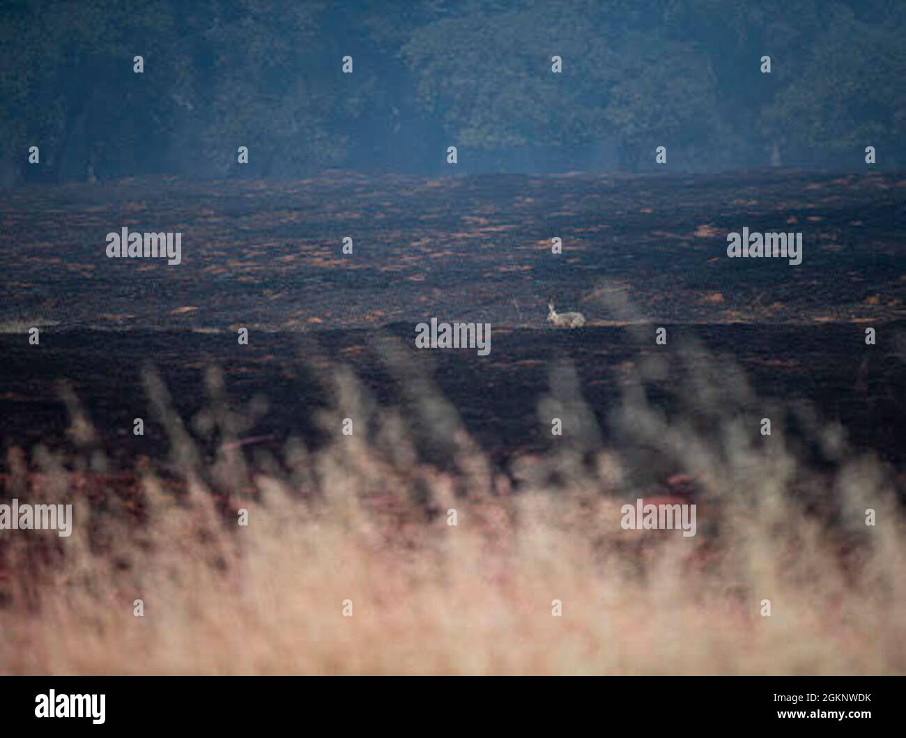 A rabbit runs through the remnants of the Intanko Fire June 8, 2021, at ...