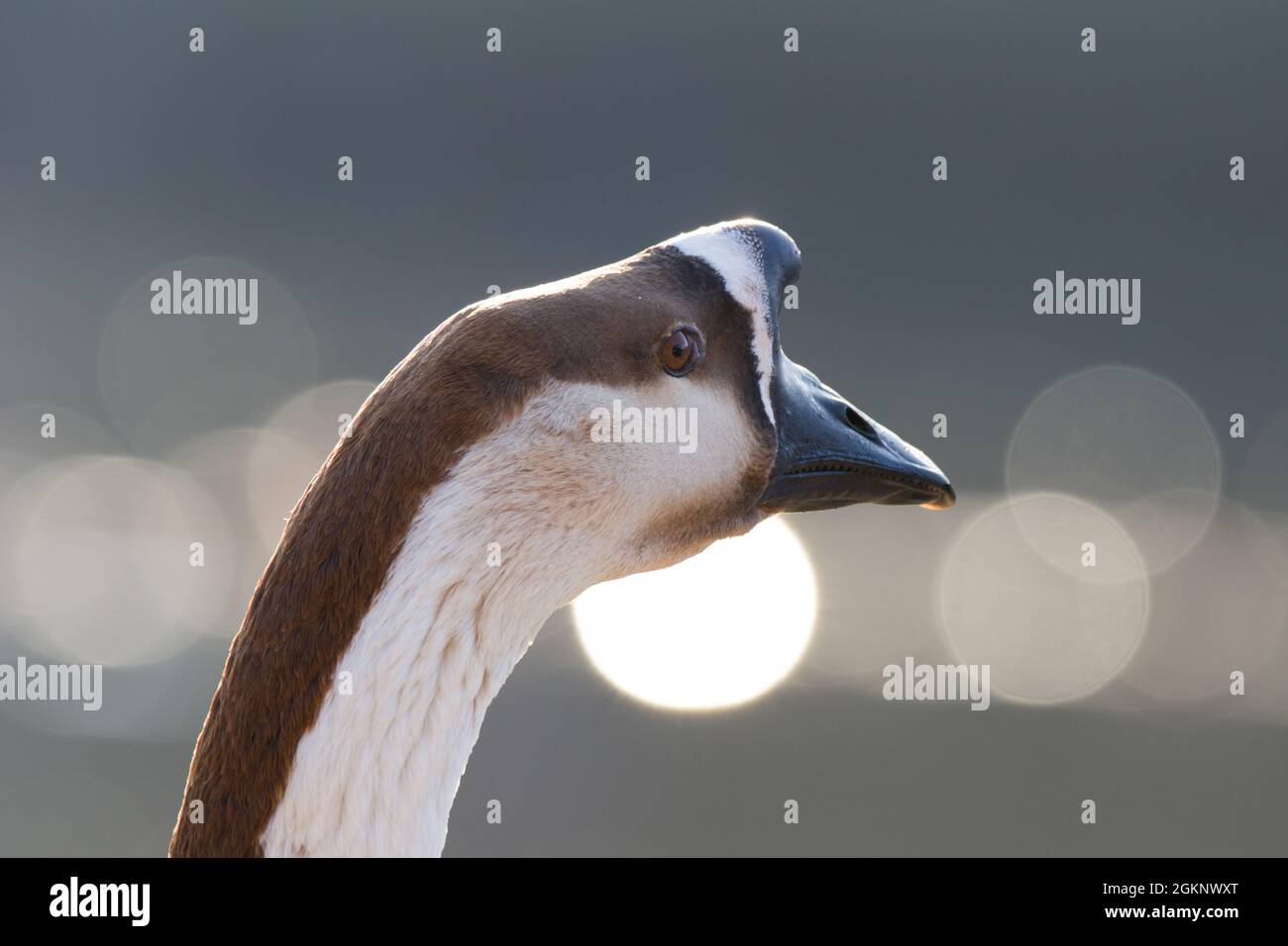 Domestic goose anser anser f domestica hi-res stock photography and ...