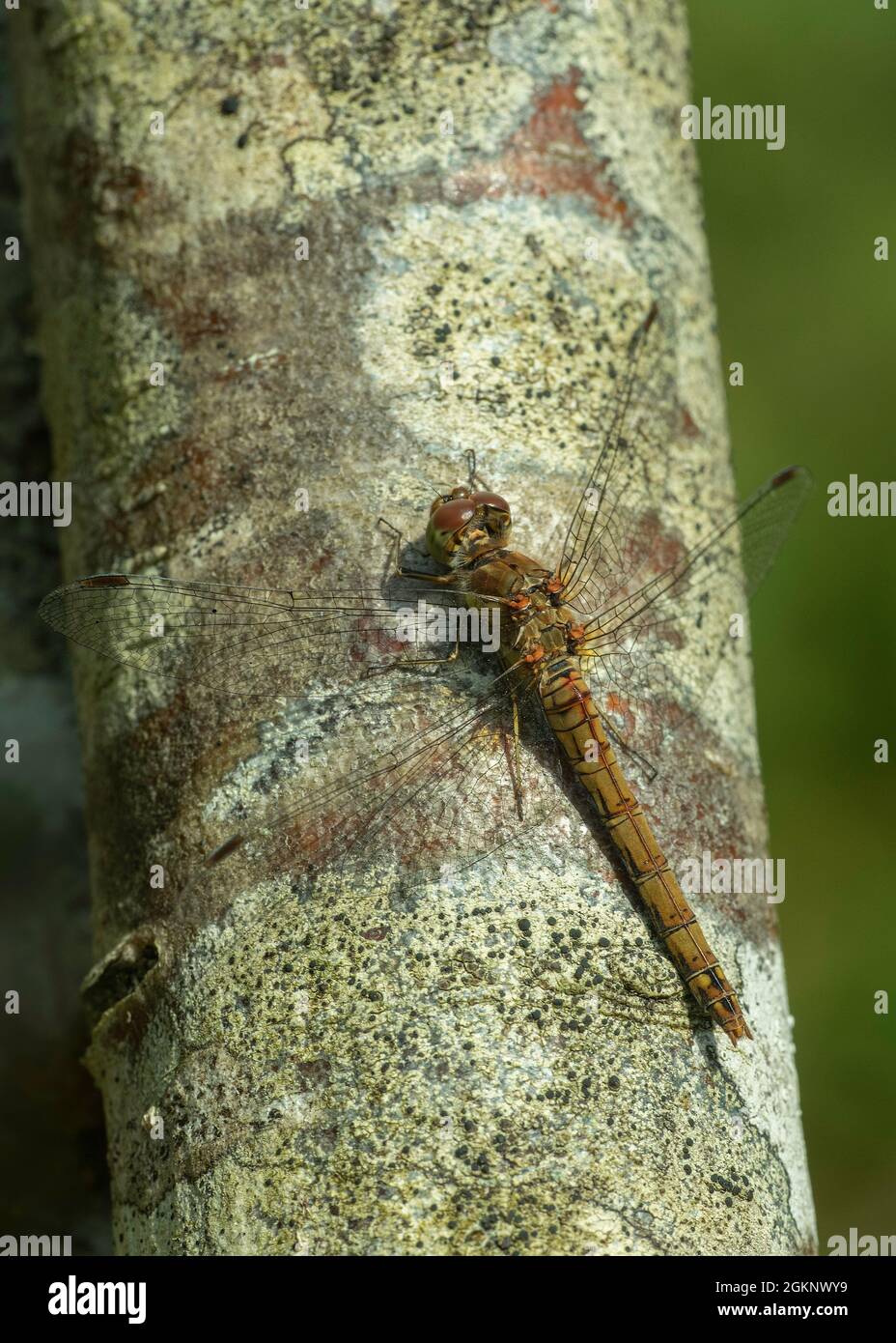 Scottish insects hi-res stock photography and images - Alamy