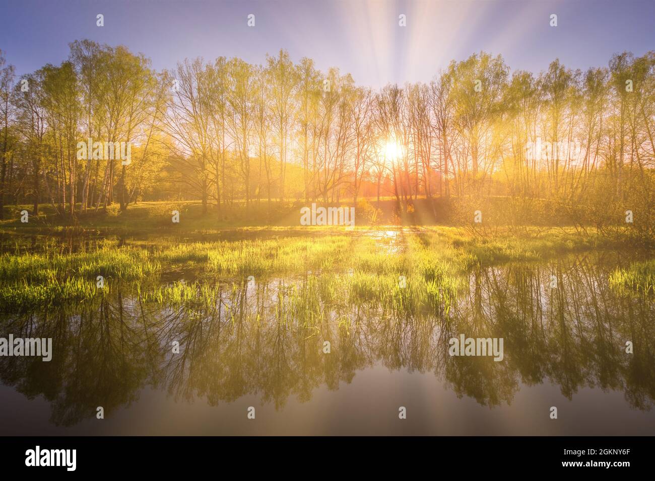 Sunrise near a pond with birches on the shore and fog over the water on ...