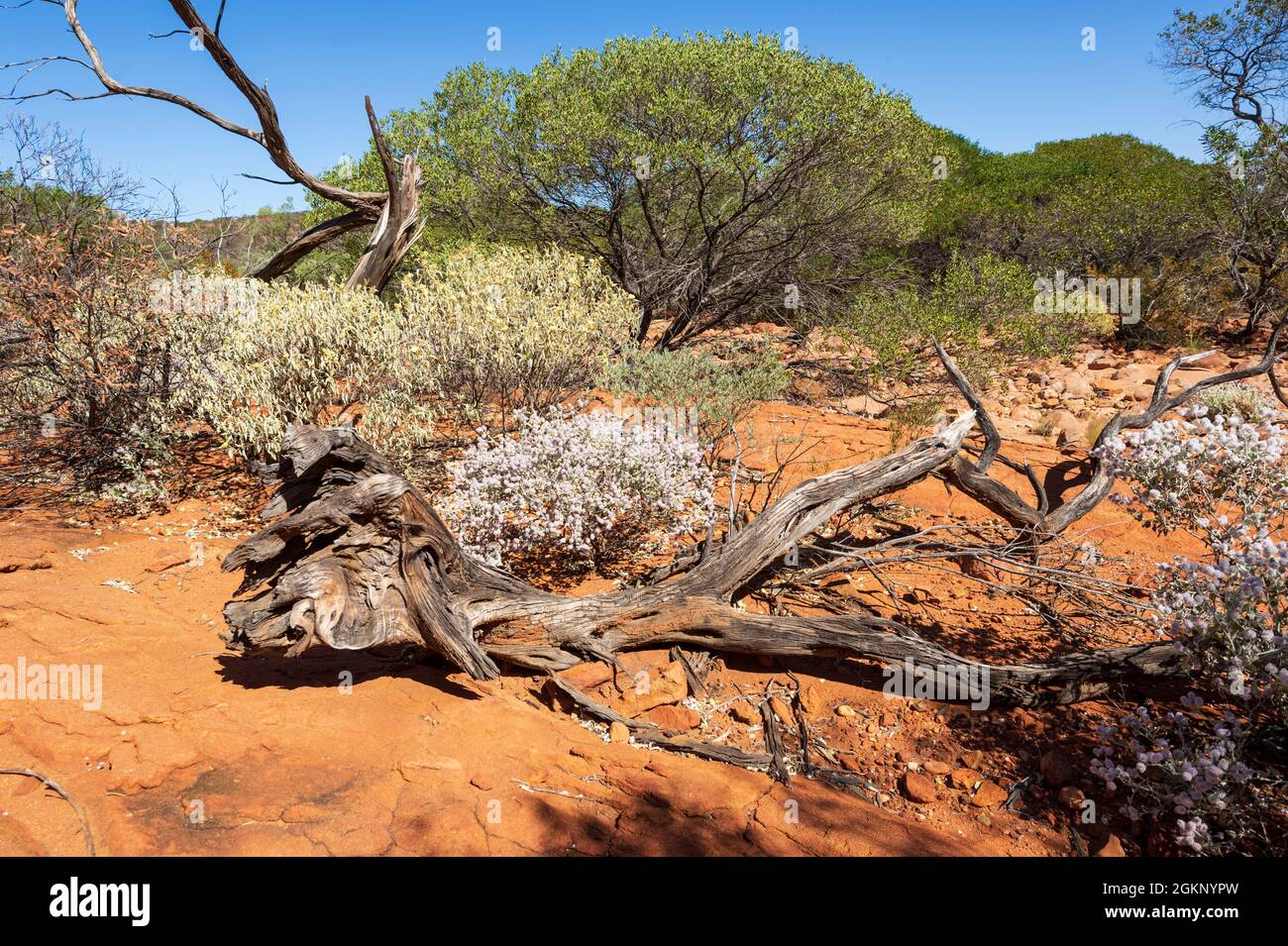 Wildflowers in bloom at springtime on Mount Augustus or Burringurrah ...