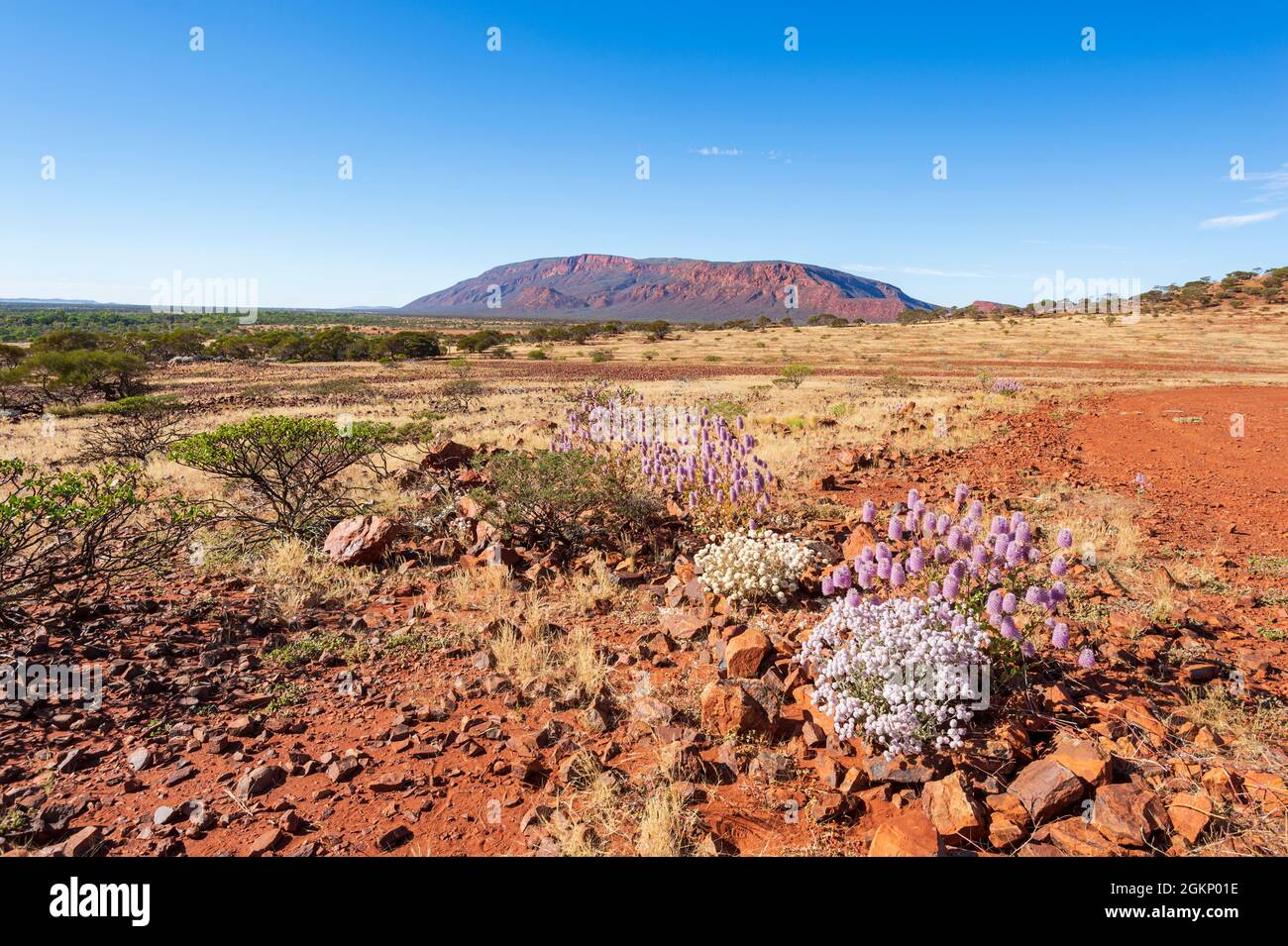Wildflowers in bloom at springtime in front of Mount Augustus or ...