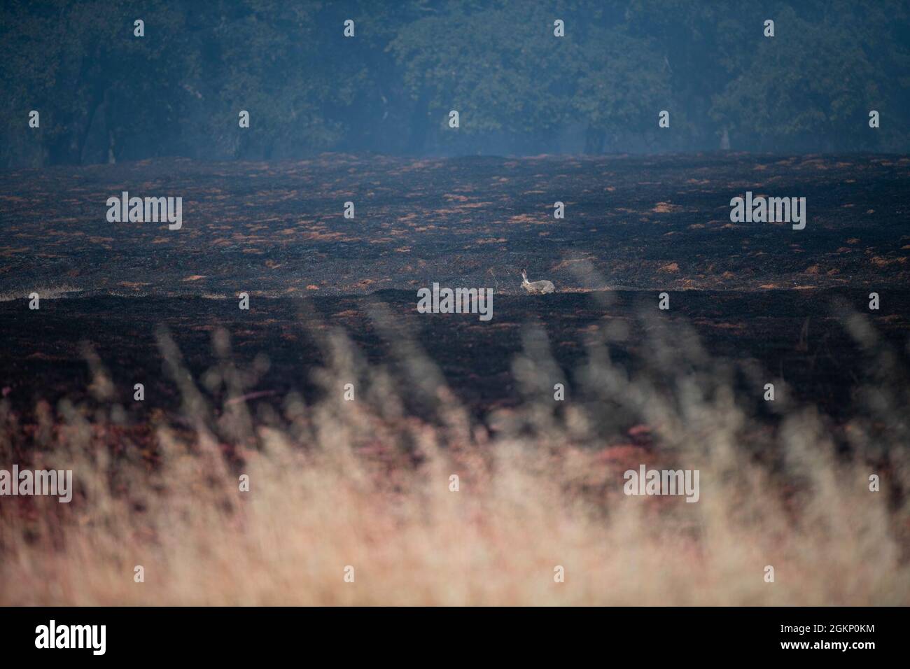 A rabbit runs through the remnants of the Intanko Fire June 8, 2021, at ...
