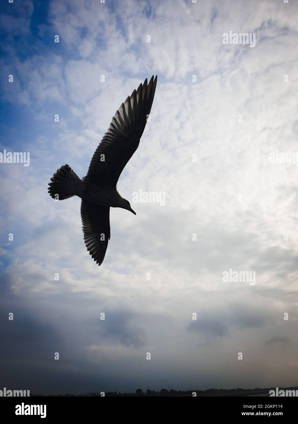 Flying seagull in Norddeich - Germany Stock Photo - Alamy