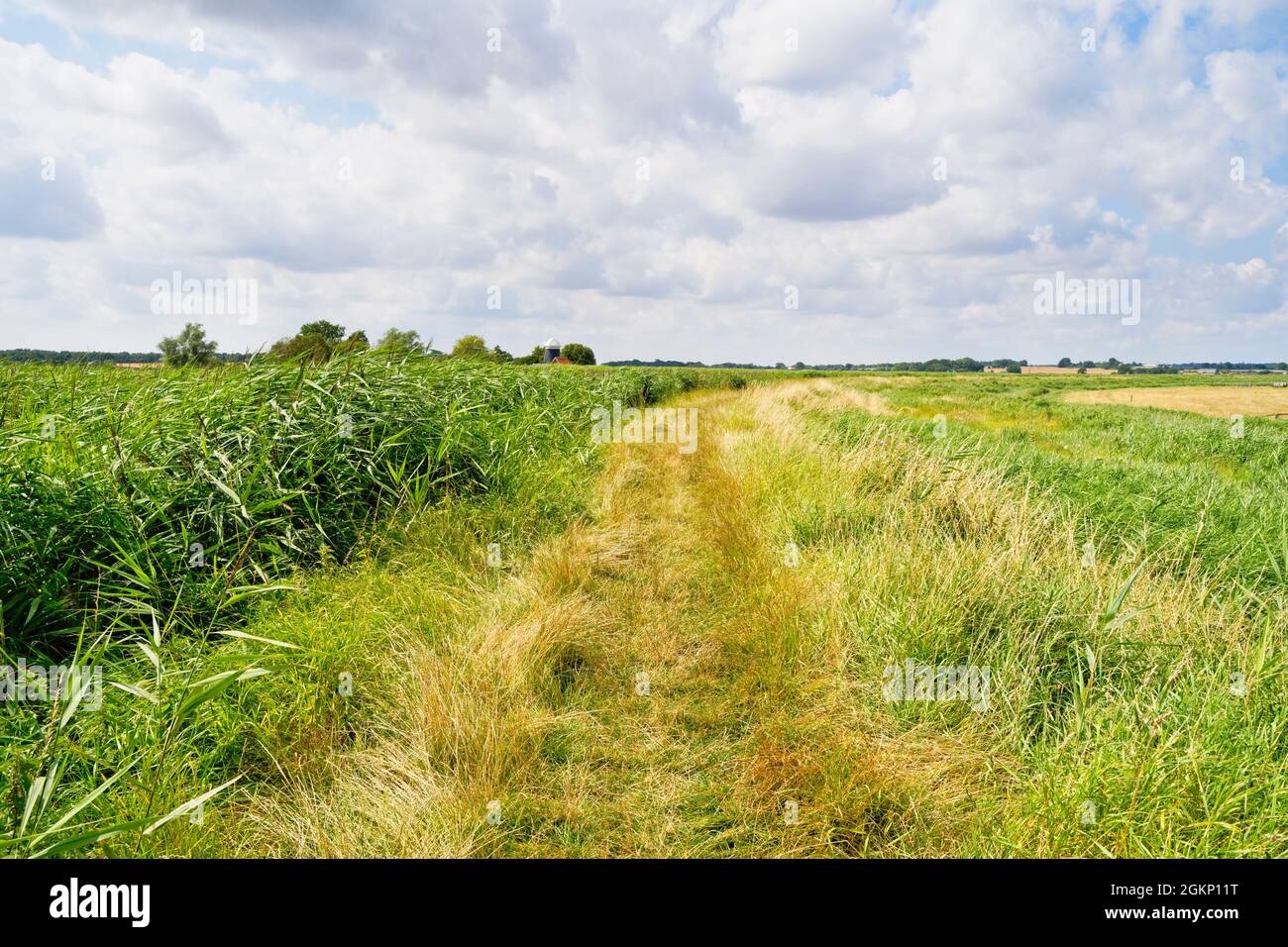 Curving raised footpath separating the River Yare and a reed bed from ...