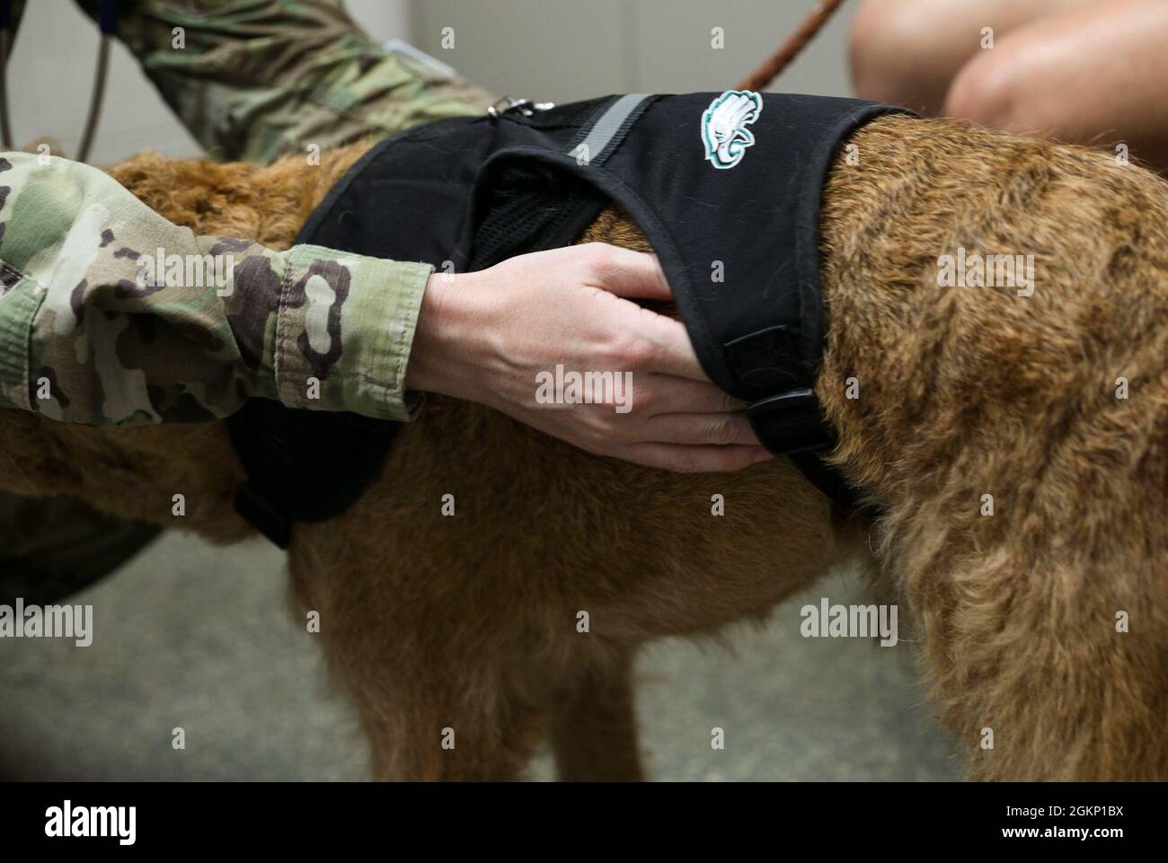 U s army veterinary corps hi-res stock photography and images - Alamy